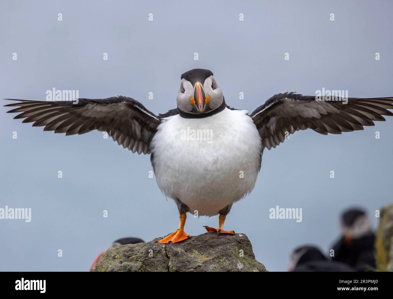 Pufffins, Isle of Lunga, Scotland Stock Photo - Alamy