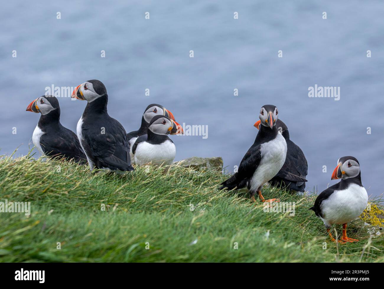 Pufffins, Isle of Lunga, Scotland Stock Photo - Alamy