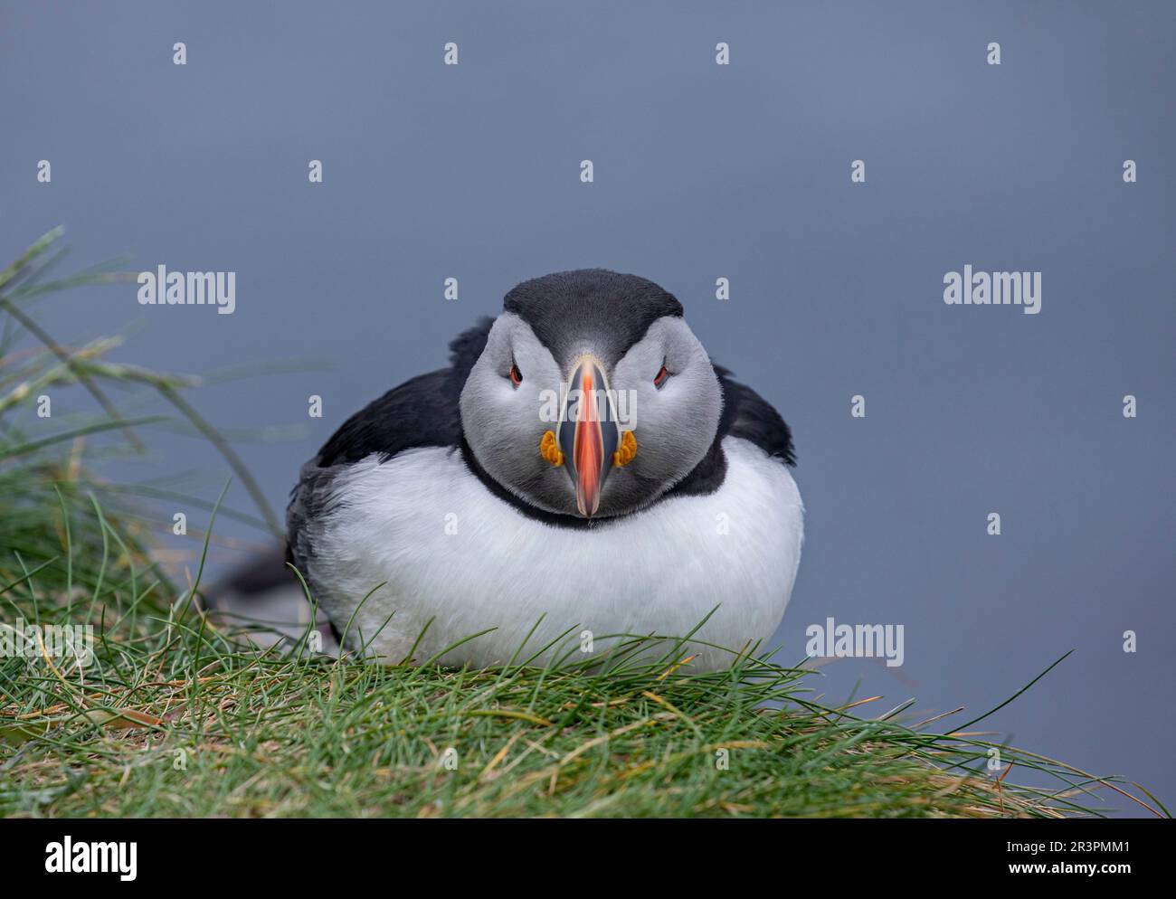 Pufffins, Isle of Lunga, Scotland Stock Photo - Alamy