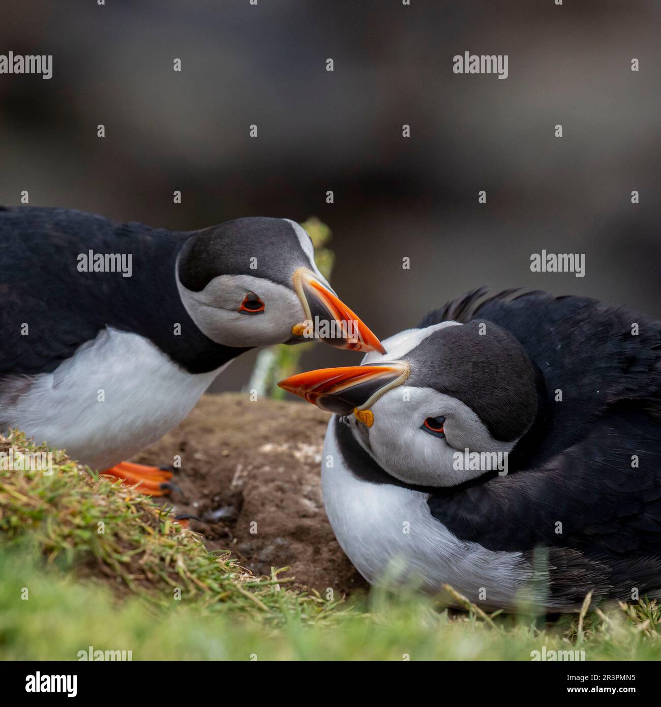 Pufffins, Isle of Lunga, Scotland Stock Photo - Alamy