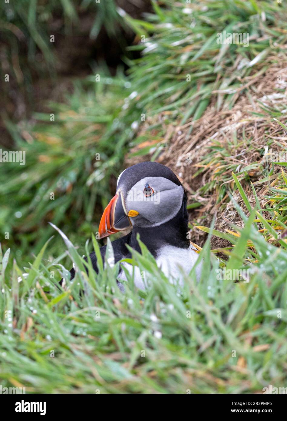 Pufffins, Isle of Lunga, Scotland Stock Photo - Alamy