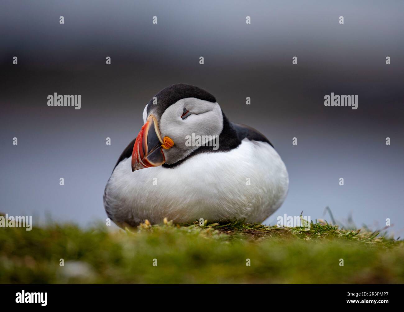 Pufffins, Isle of Lunga, Scotland Stock Photo - Alamy