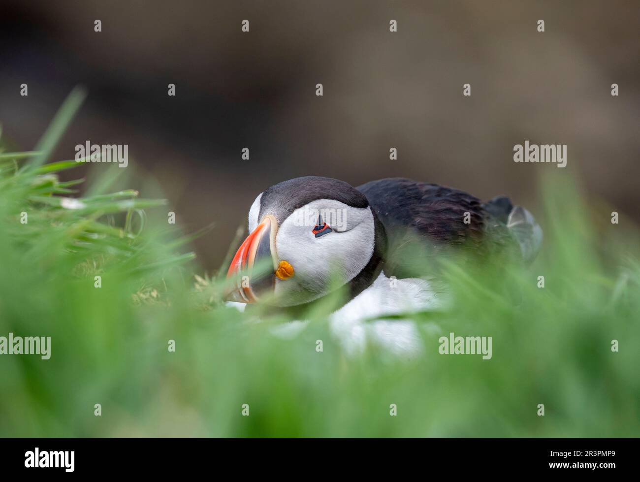 Pufffins, Isle of Lunga, Scotland Stock Photo - Alamy