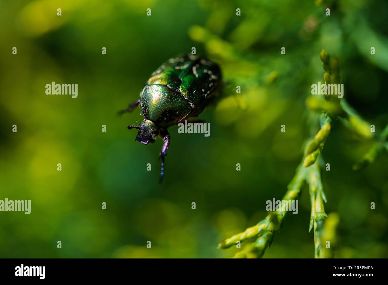 Shard beetle hi-res stock photography and images - Alamy