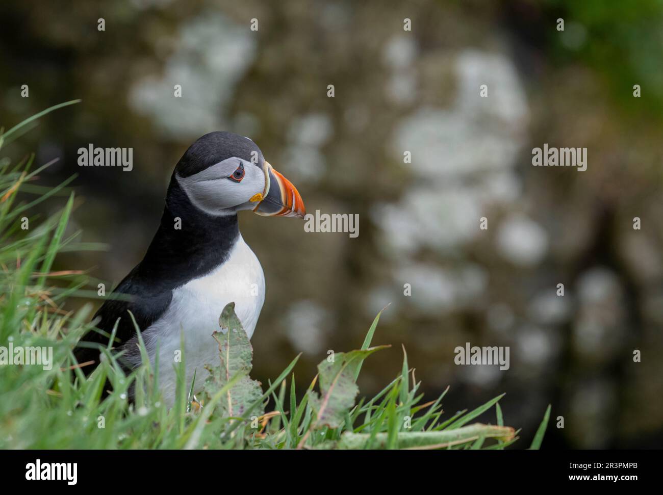 Puffins isle of lunga hi-res stock photography and images - Alamy
