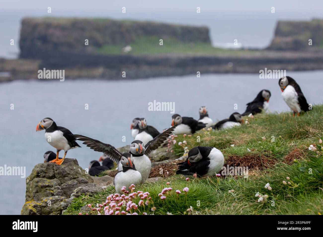 Pufffins, Isle of Lunga, Scotland Stock Photo - Alamy
