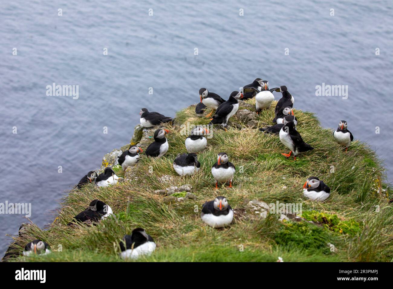 Pufffins, Isle of Lunga, Scotland Stock Photo - Alamy