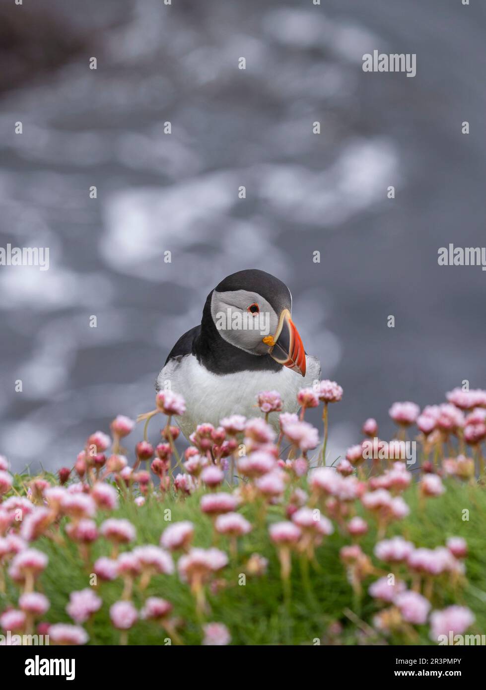 Pufffins, Isle of Lunga, Scotland Stock Photo - Alamy