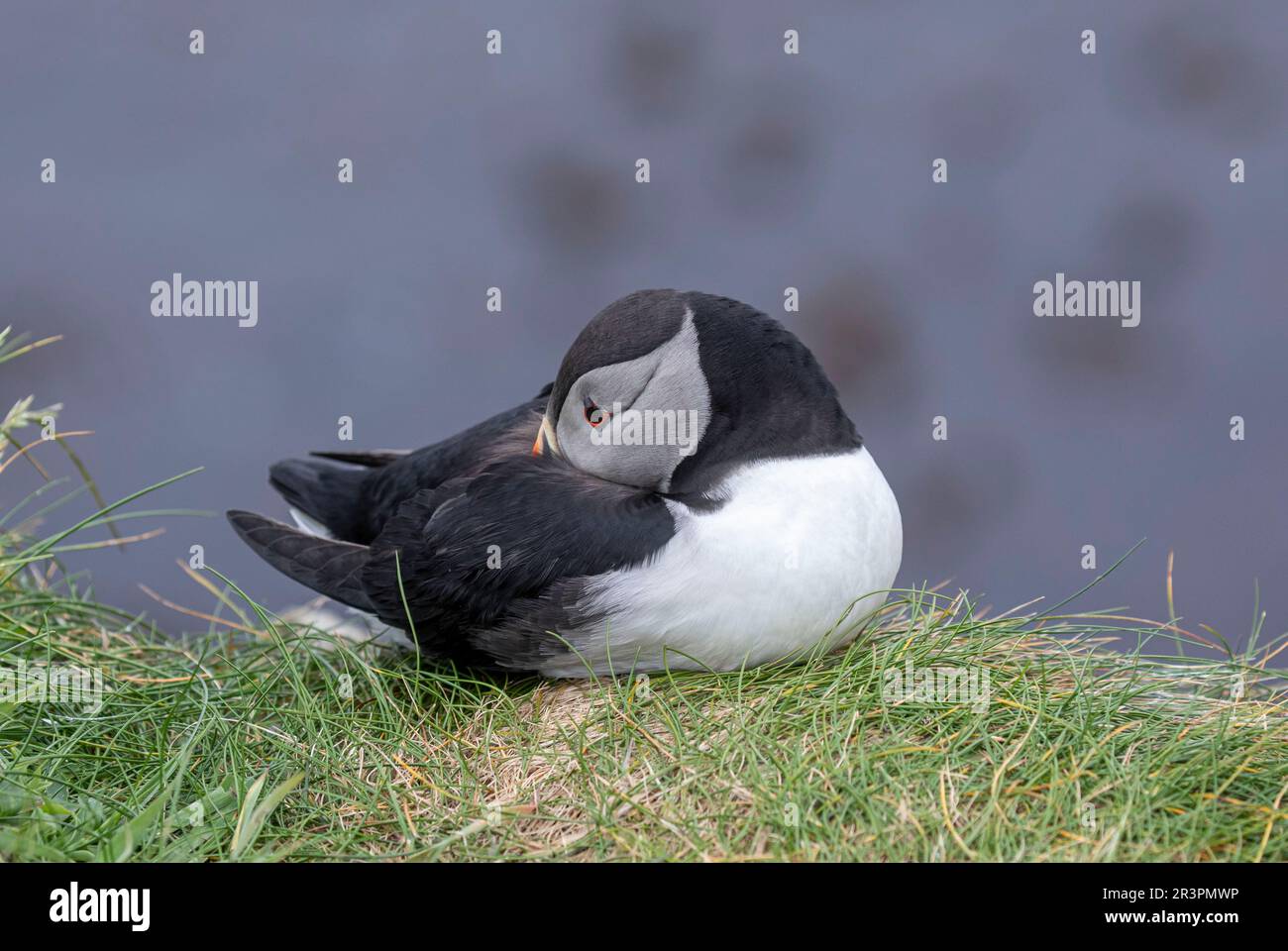 Pufffins, Isle of Lunga, Scotland Stock Photo - Alamy