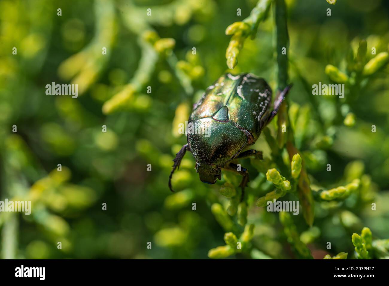 Copper beetle hi-res stock photography and images - Alamy