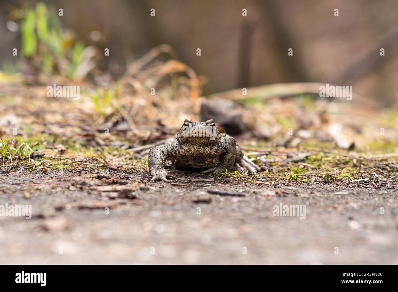 common toad about to cross the road Stock Photo - Alamy