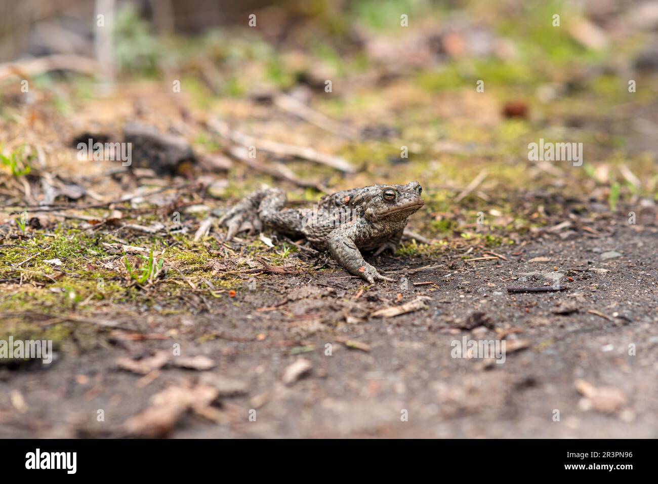 Toad cross hi-res stock photography and images - Alamy
