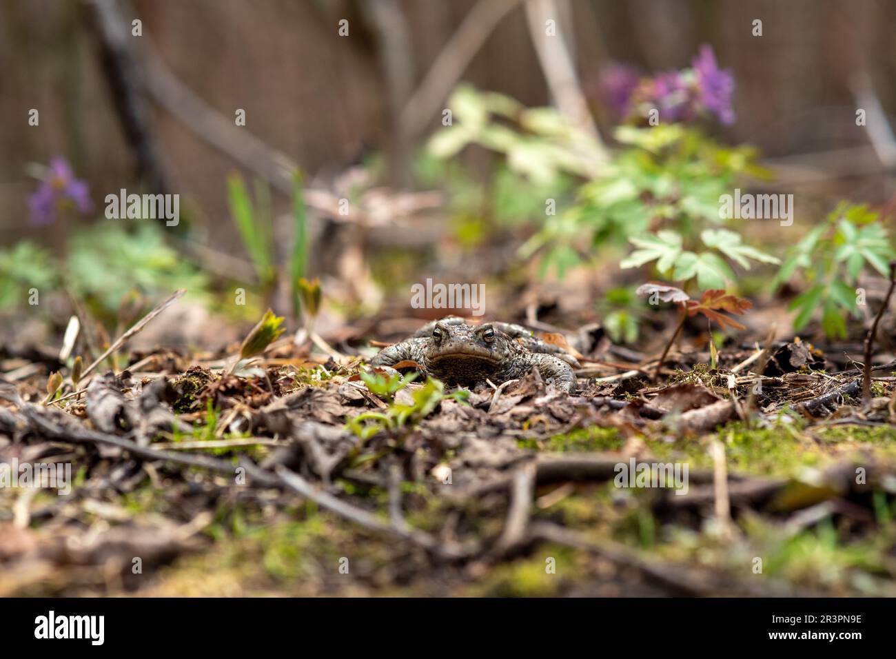 common toad hides among dry foliage and spring vegetation Stock Photo ...
