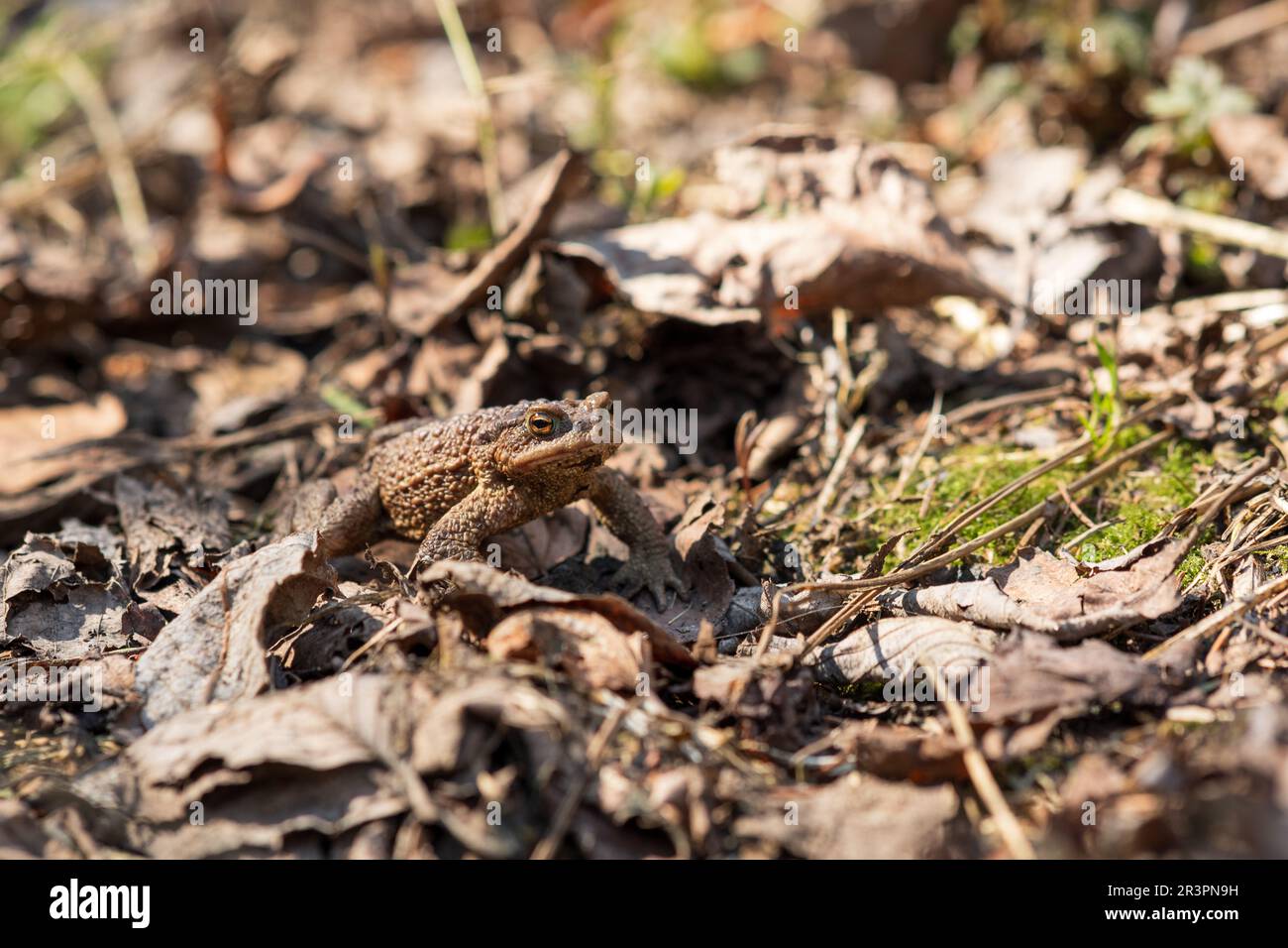 common toad after hibernation among dry foliage Stock Photo - Alamy