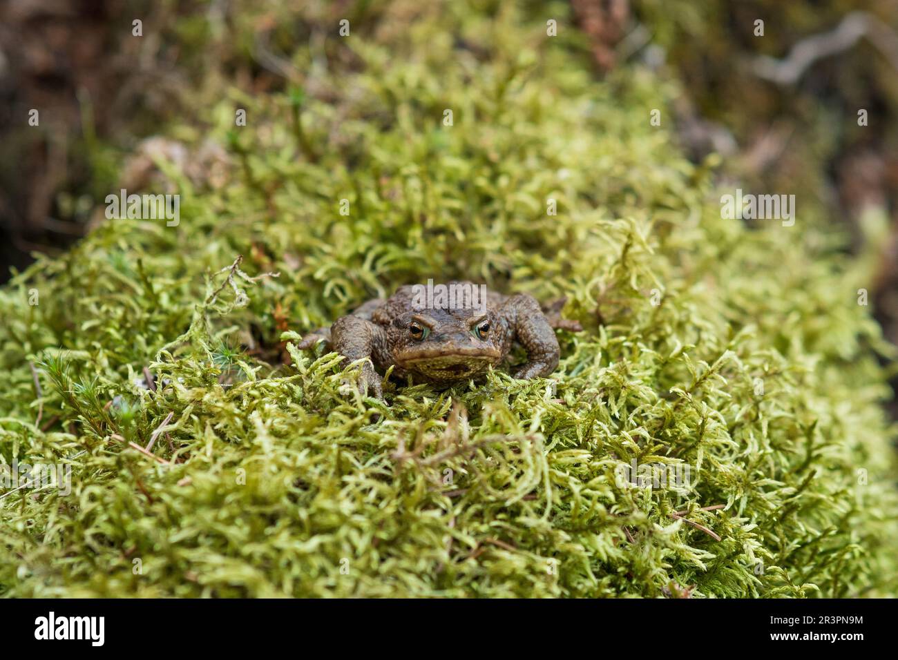 common toad after hibernation among the moss Stock Photo - Alamy