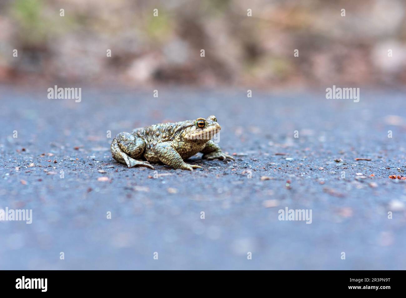 common toad on the asphalt road Stock Photo - Alamy