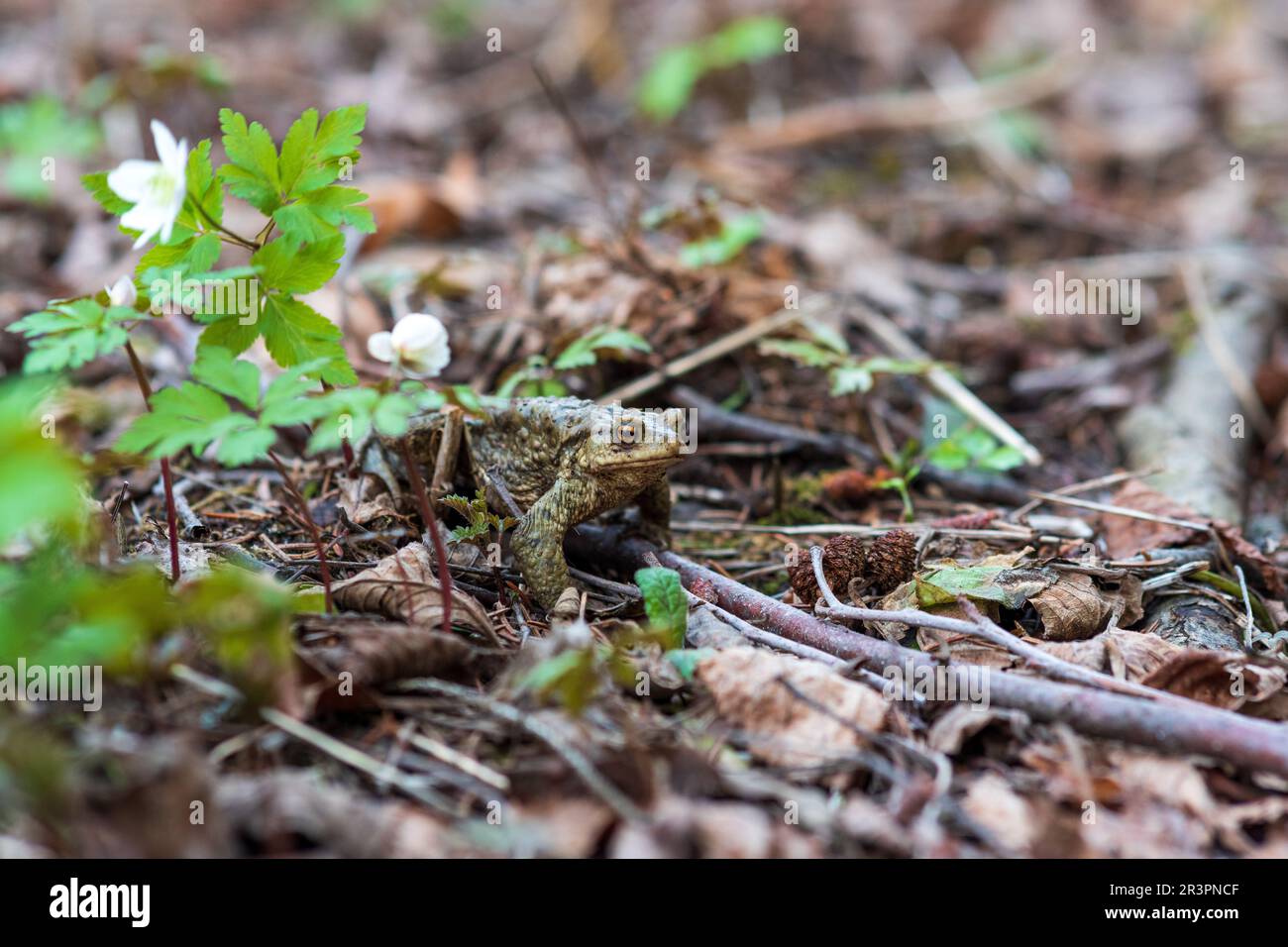 common toad after hibernation among dry foliage and first spring ...