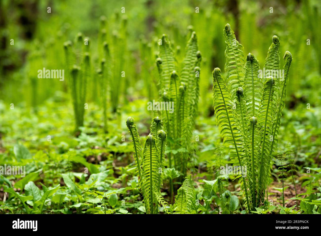 natural spring background, forest landscape with sprouts of ferns Stock ...