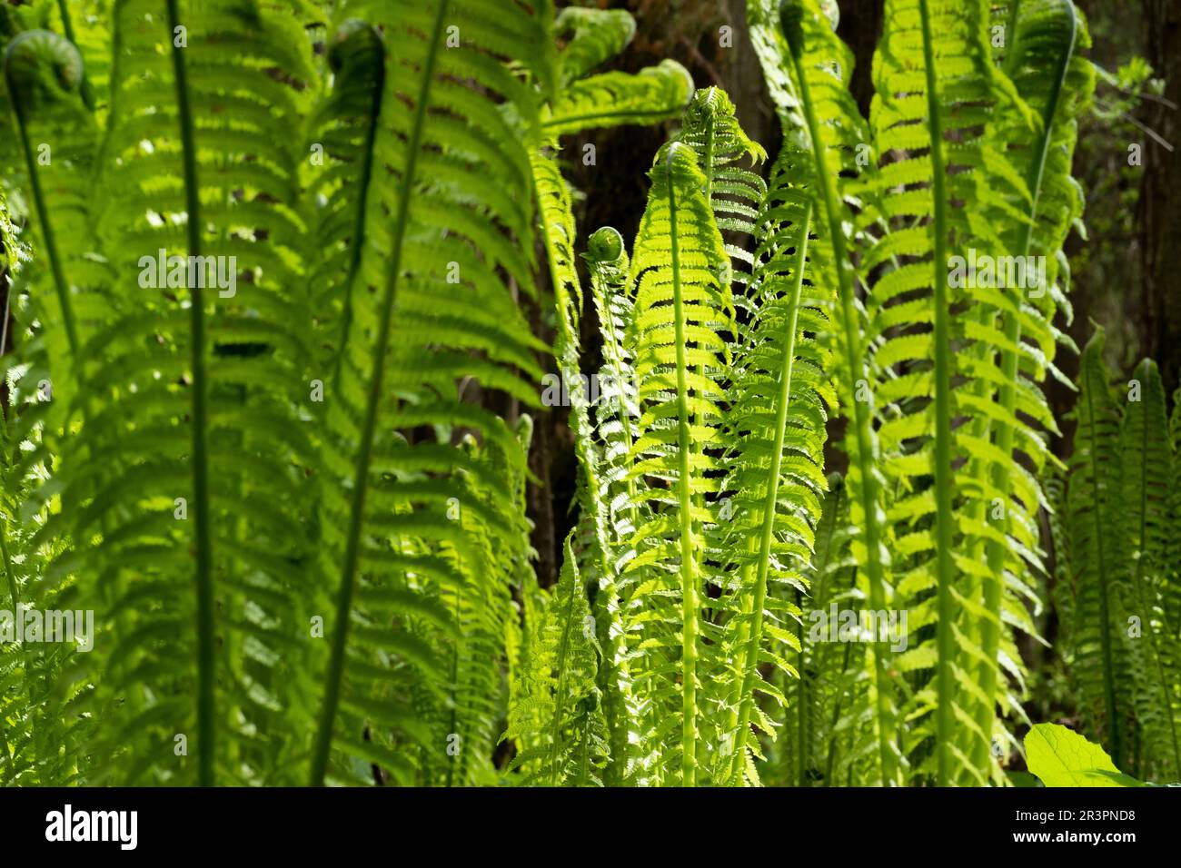 natural spring background, forest landscape with seedlings of ferns ...
