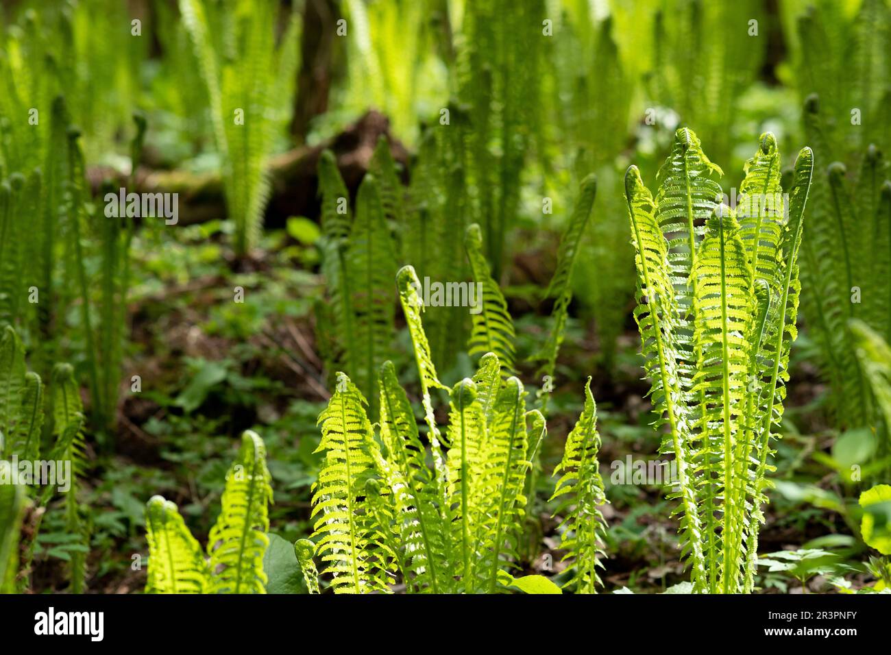 natural spring background, sunny forest landscape with sprouts of ferns ...
