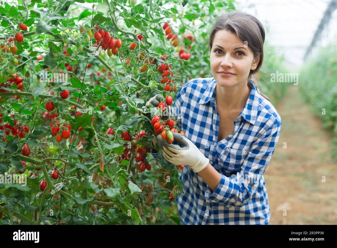 Female farm worker gathering crop of red cherry tomatoes Stock Photo ...