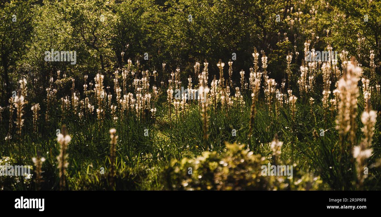 Landscape sunset wild flowers hi-res stock photography and images - Alamy