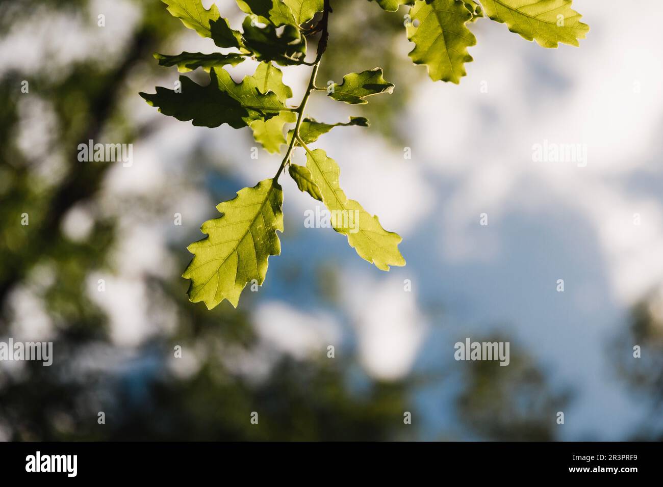 Reen oak leaves hi-res stock photography and images - Alamy