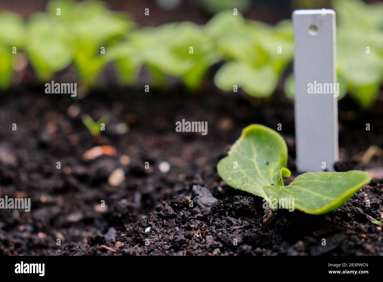 close up of small growing seedling with plant name plate Stock Photo ...