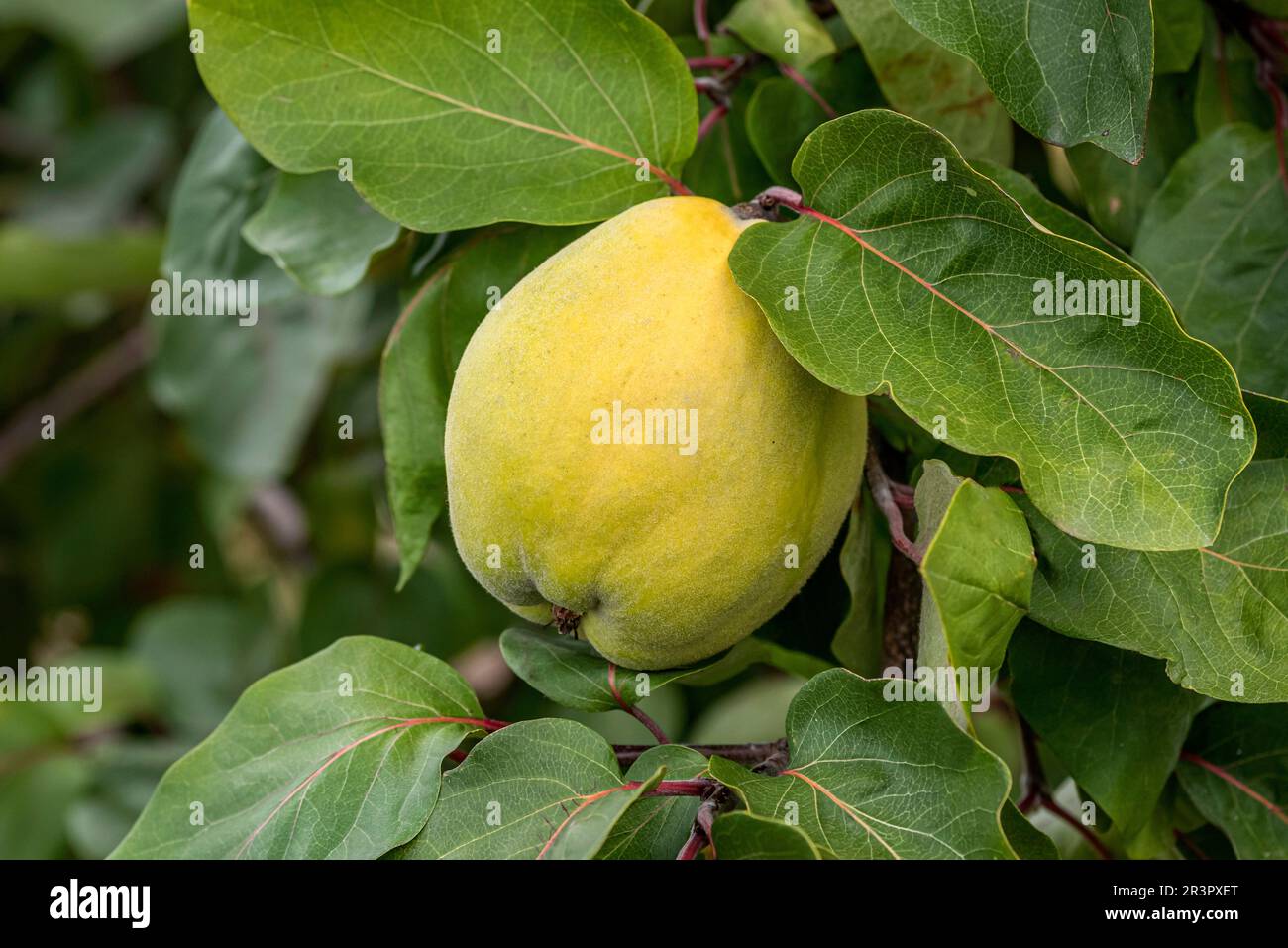 Common quince (Cydonia oblonga Cydora), quince of cultivar Cydoraon on ...