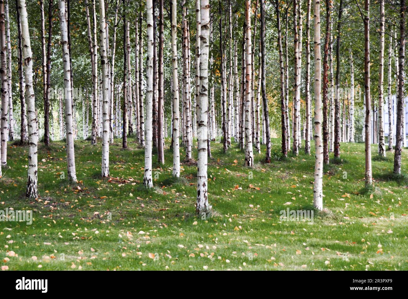 common birch, silver birch, European white birch, white birch (Betula ...