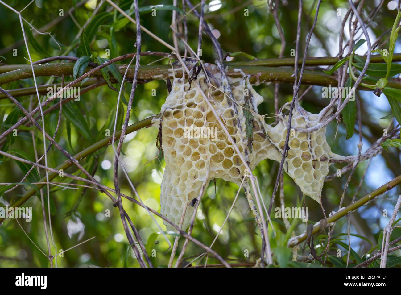 honey bee, hive bee (Apis mellifera mellifera), honeycomb left behind ...