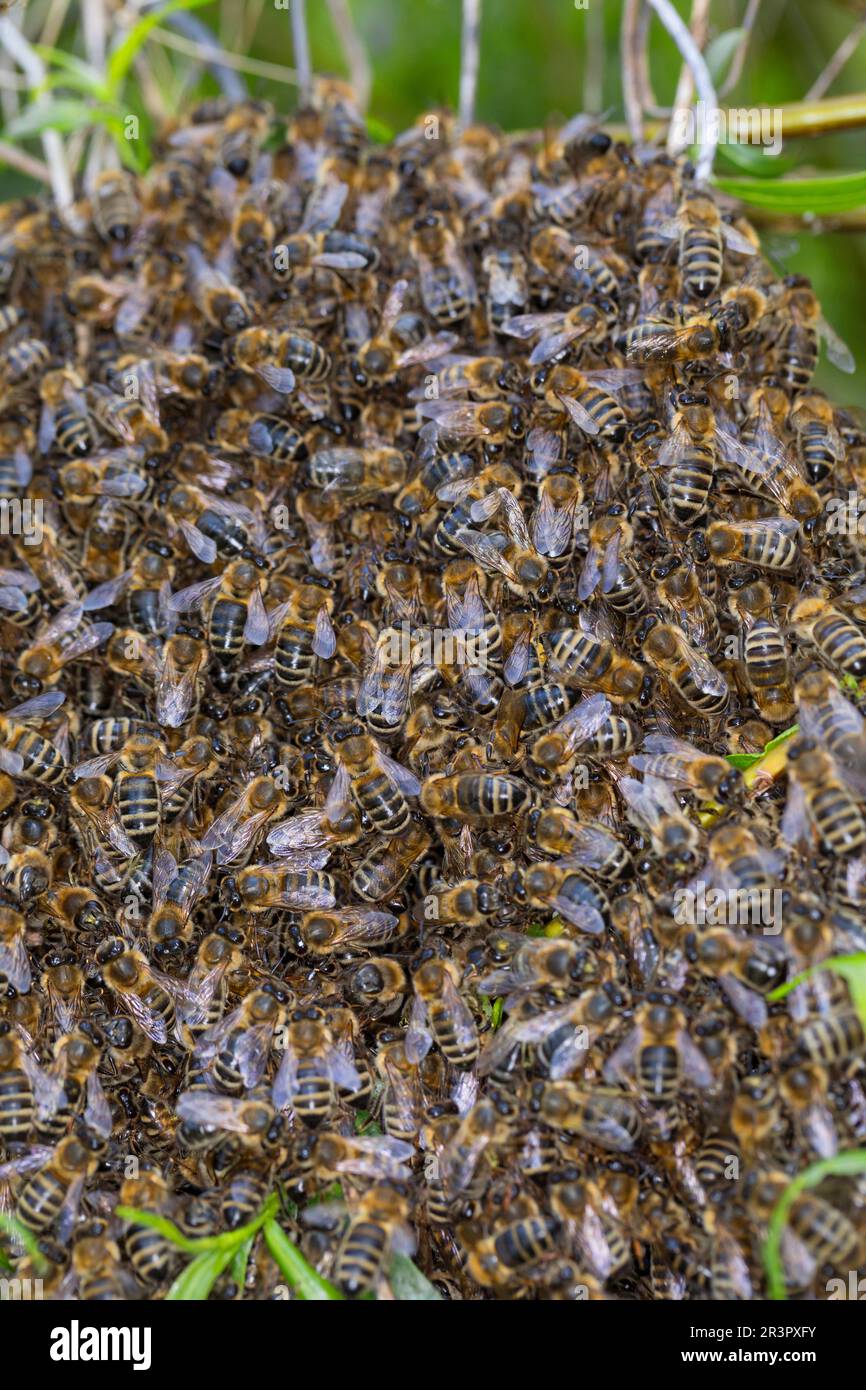 honey bee, hive bee (Apis mellifera mellifera), bee swarm at a shrub ...