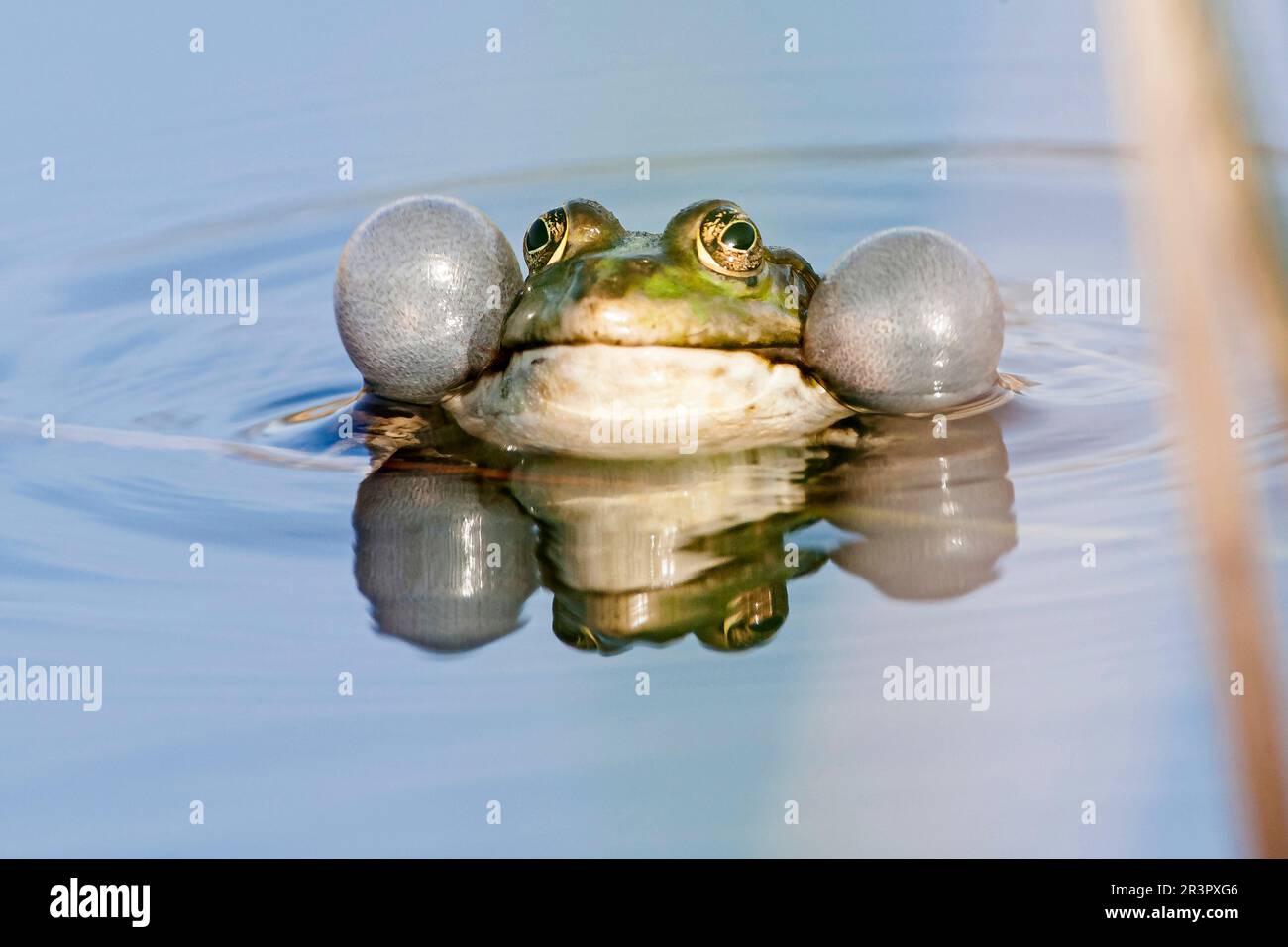 European edible frog, common edible frog (Rana kl. esculenta, Rana ...
