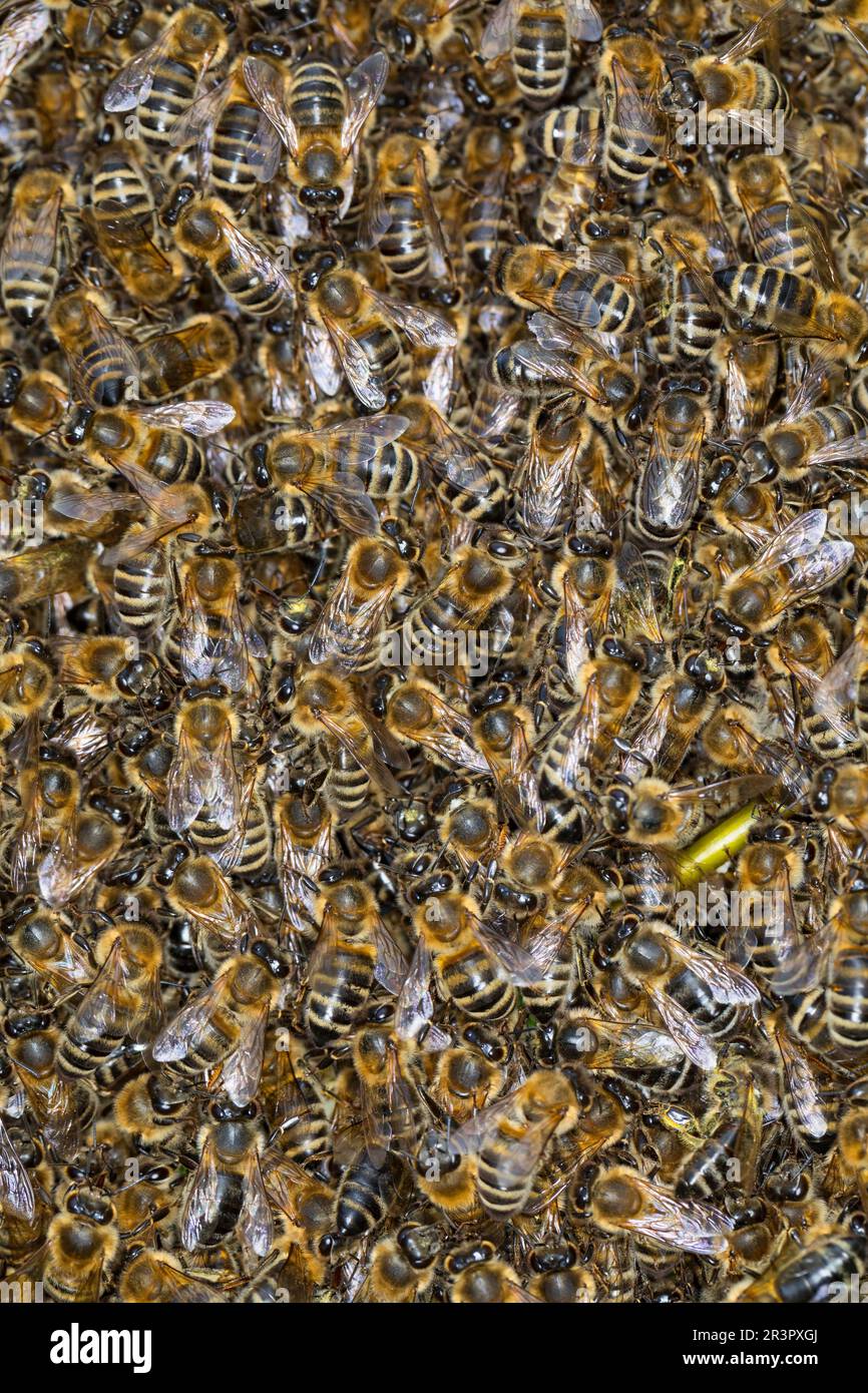honey bee, hive bee (Apis mellifera mellifera), bee swarm, section ...