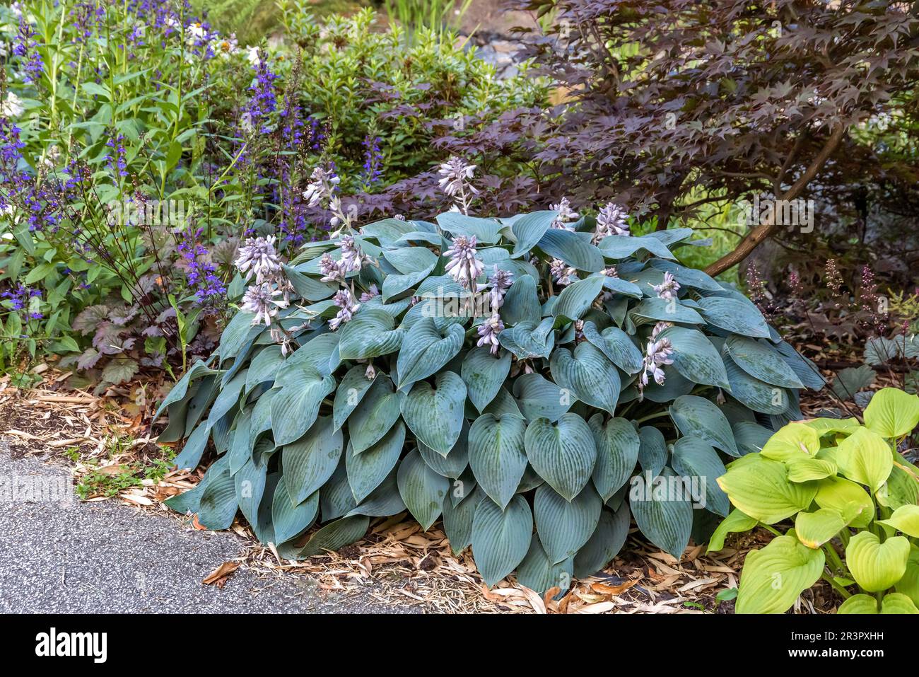 Plantain lily (Hosta Halcyon), blooming, cultivar Halcyon Stock Photo ...