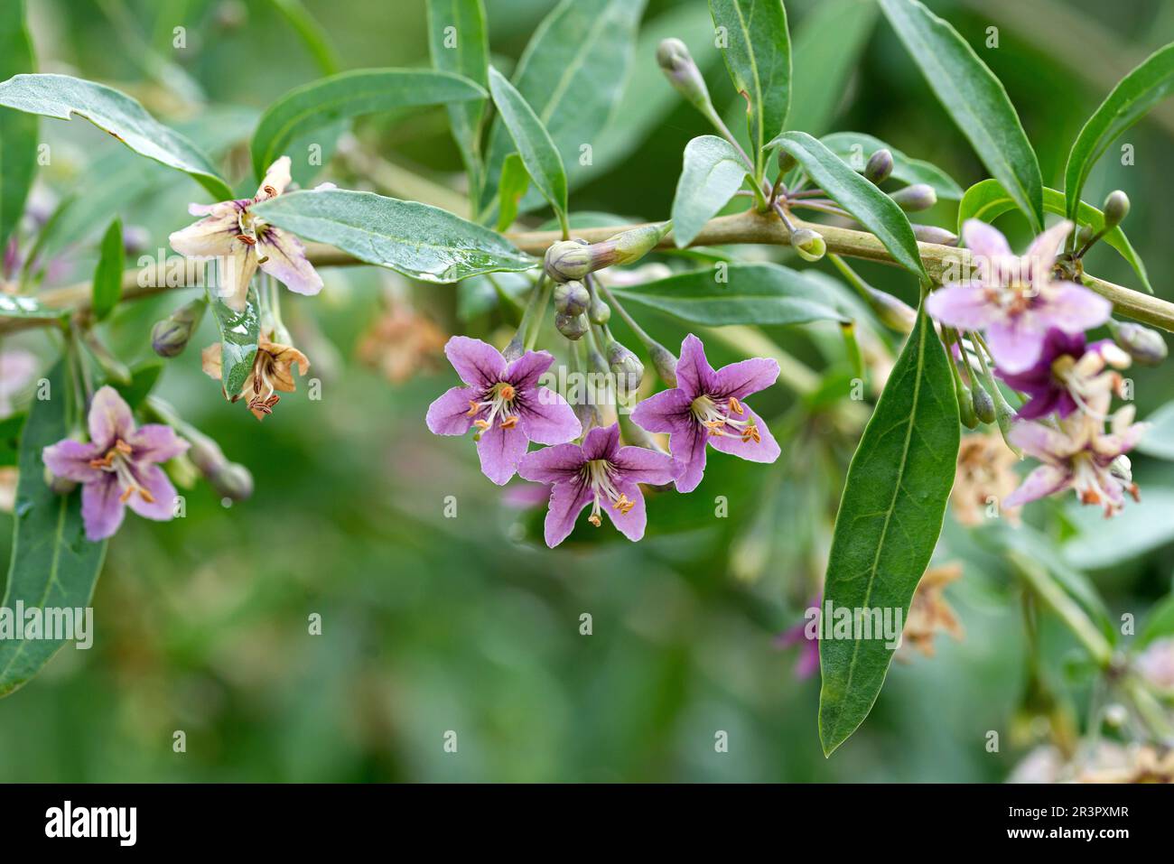 Wolfberry flower hi-res stock photography and images - Alamy