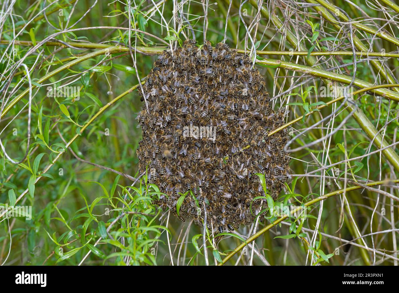 honey bee, hive bee (Apis mellifera mellifera), bee swarm at a shrub ...