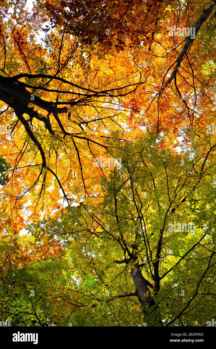 Worms eye view trees autumn hi-res stock photography and images - Alamy