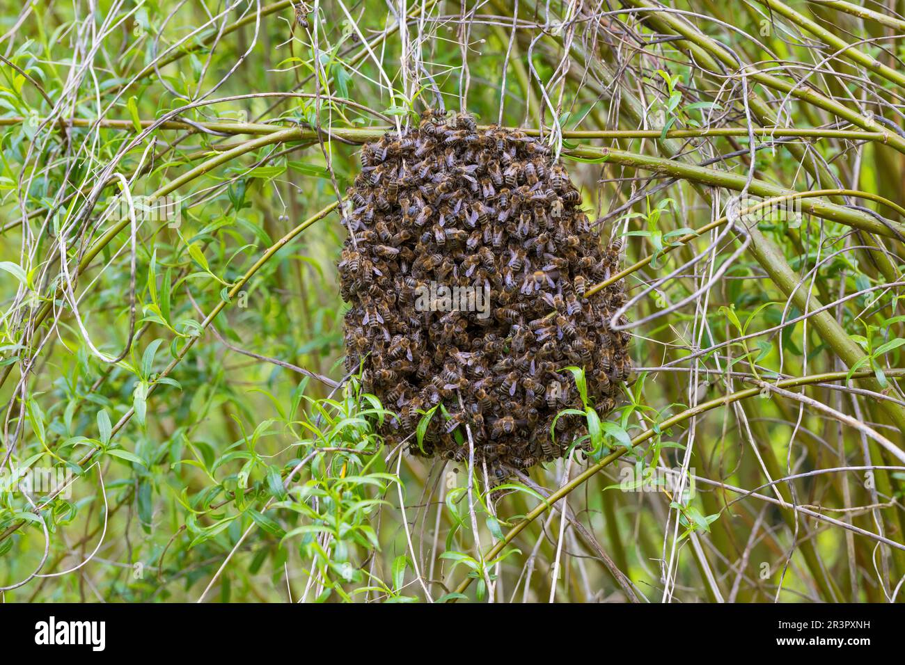 honey bee, hive bee (Apis mellifera mellifera), bee swarm at a shrub ...