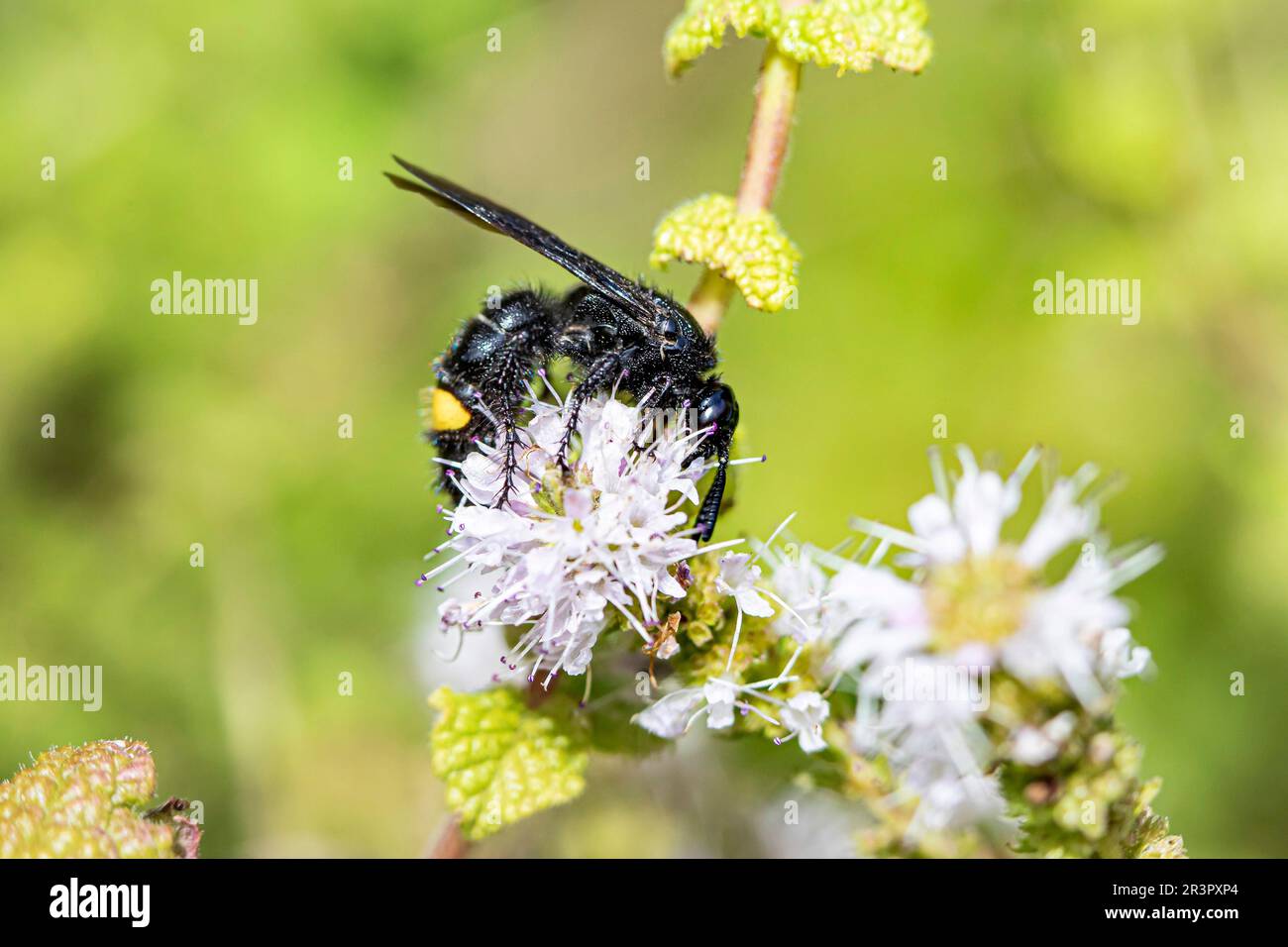 scoliid wasp (Scolia hirta, Scolia hirta hirta), sitting on a flower ...