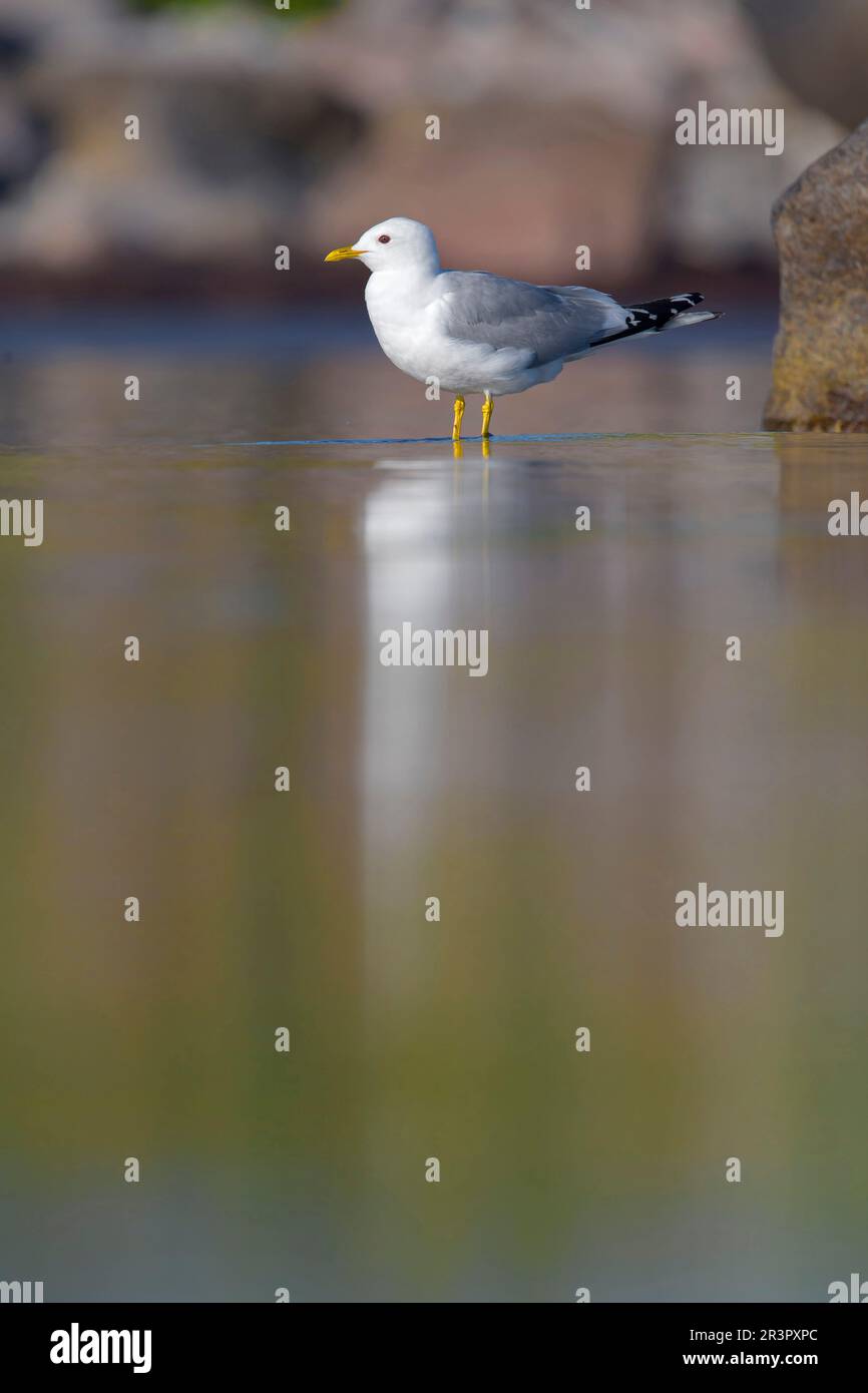 mew gull (Larus canus), standing in shallow water, side view, Sweden ...
