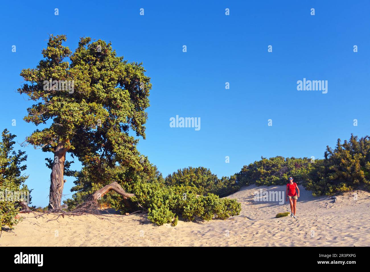 Prickly Juniper, Cade, Prickly Cedar, Cade Juniper, Sharp Cedar, Large ...