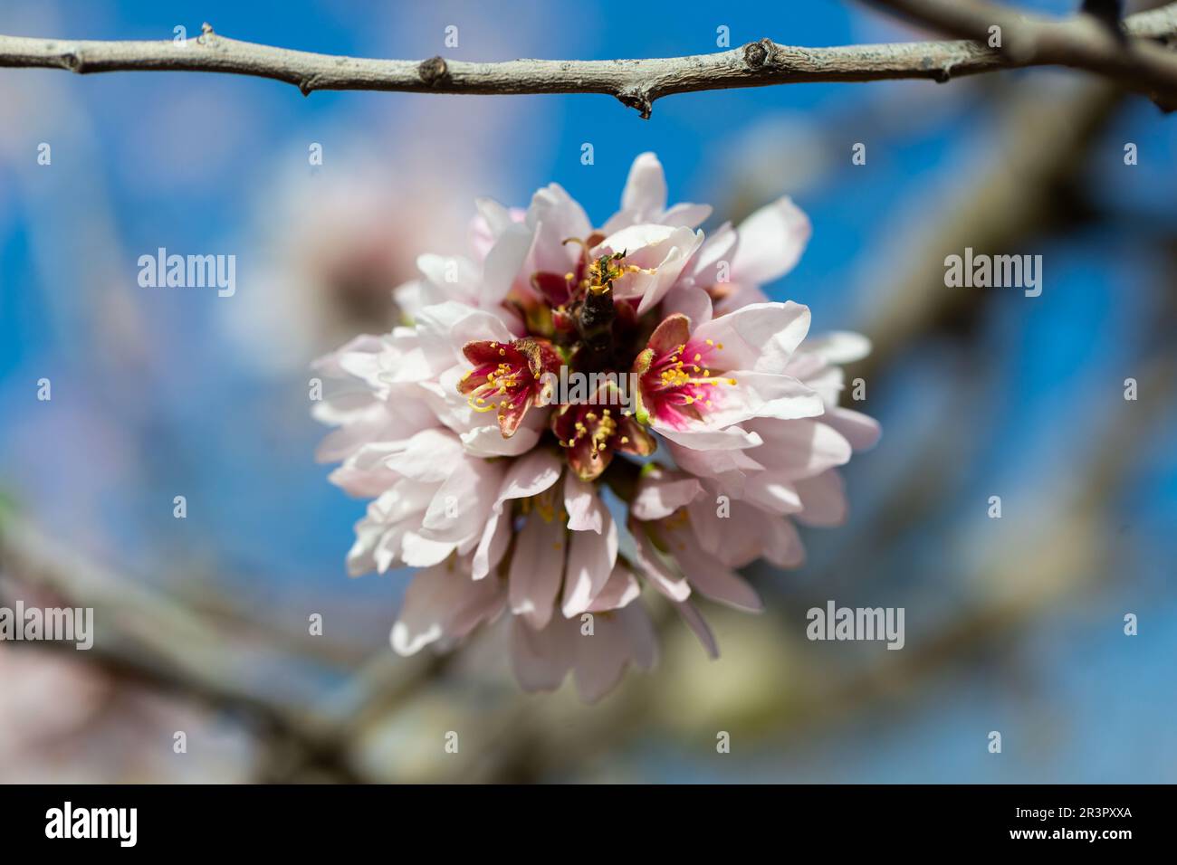 Almond tree branch with pink flowers against blur spring foliage Stock ...