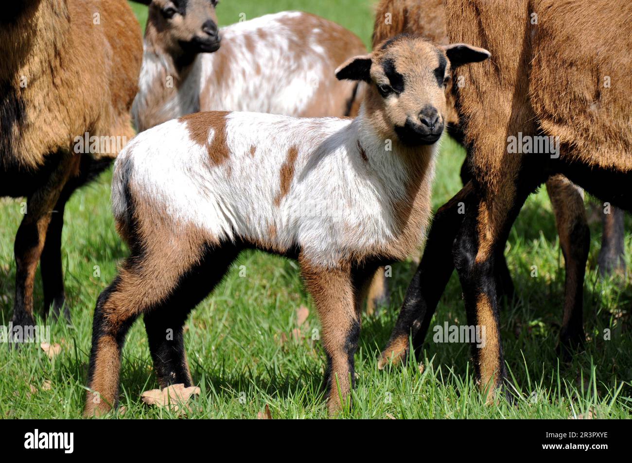 Domestic goats goatlings grazing hi-res stock photography and images ...