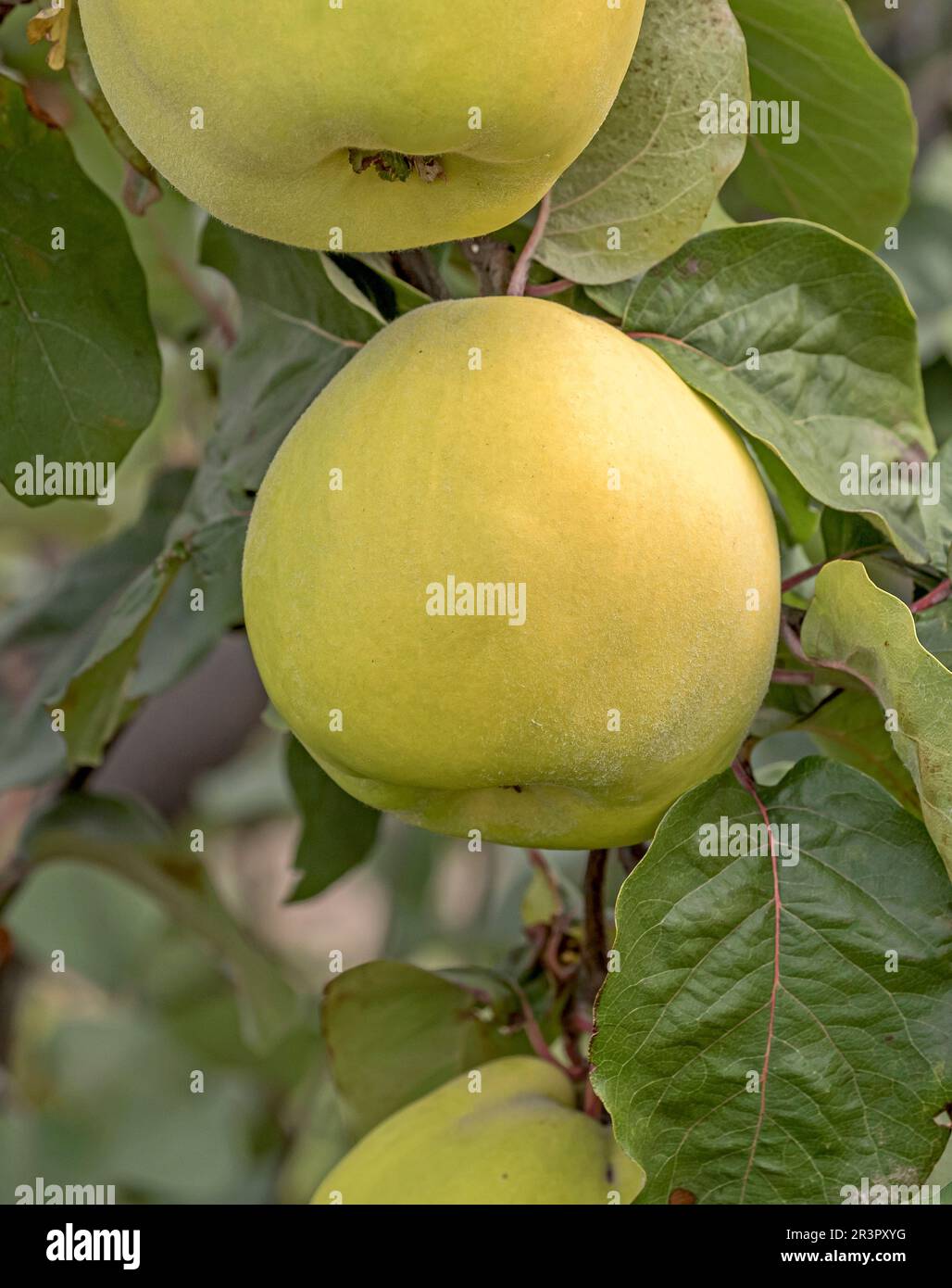 Cydonia oblonga krymska hi-res stock photography and images - Alamy