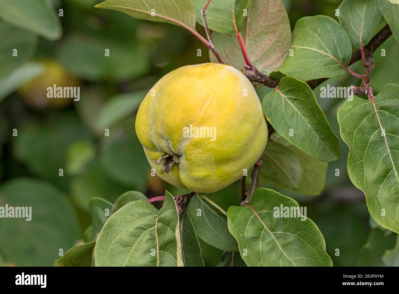 Common quince (Cydonia oblonga Cydopom), quince of cultivar Cydopom on ...
