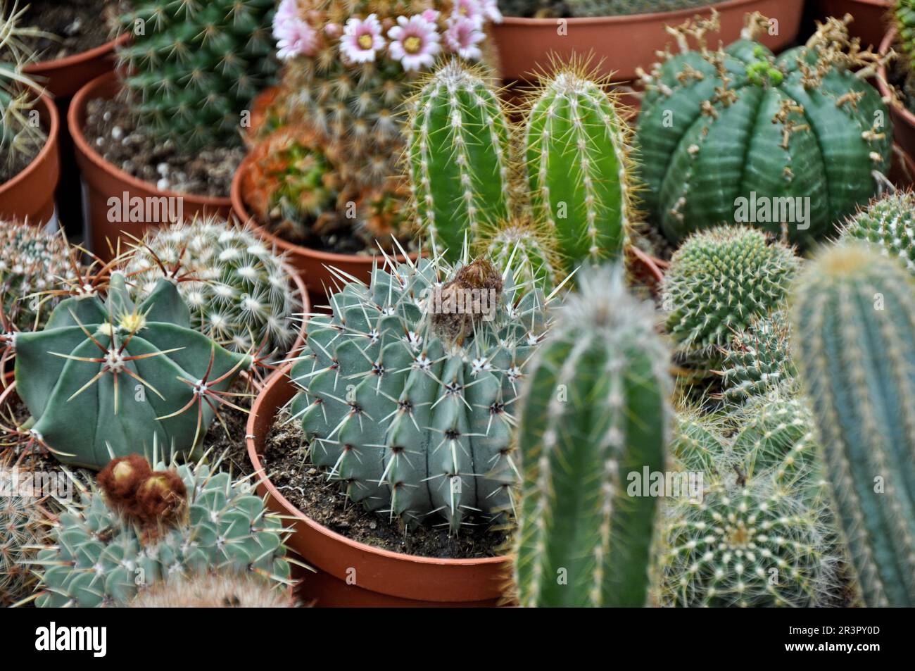 Cactus plant sale hi-res stock photography and images - Alamy