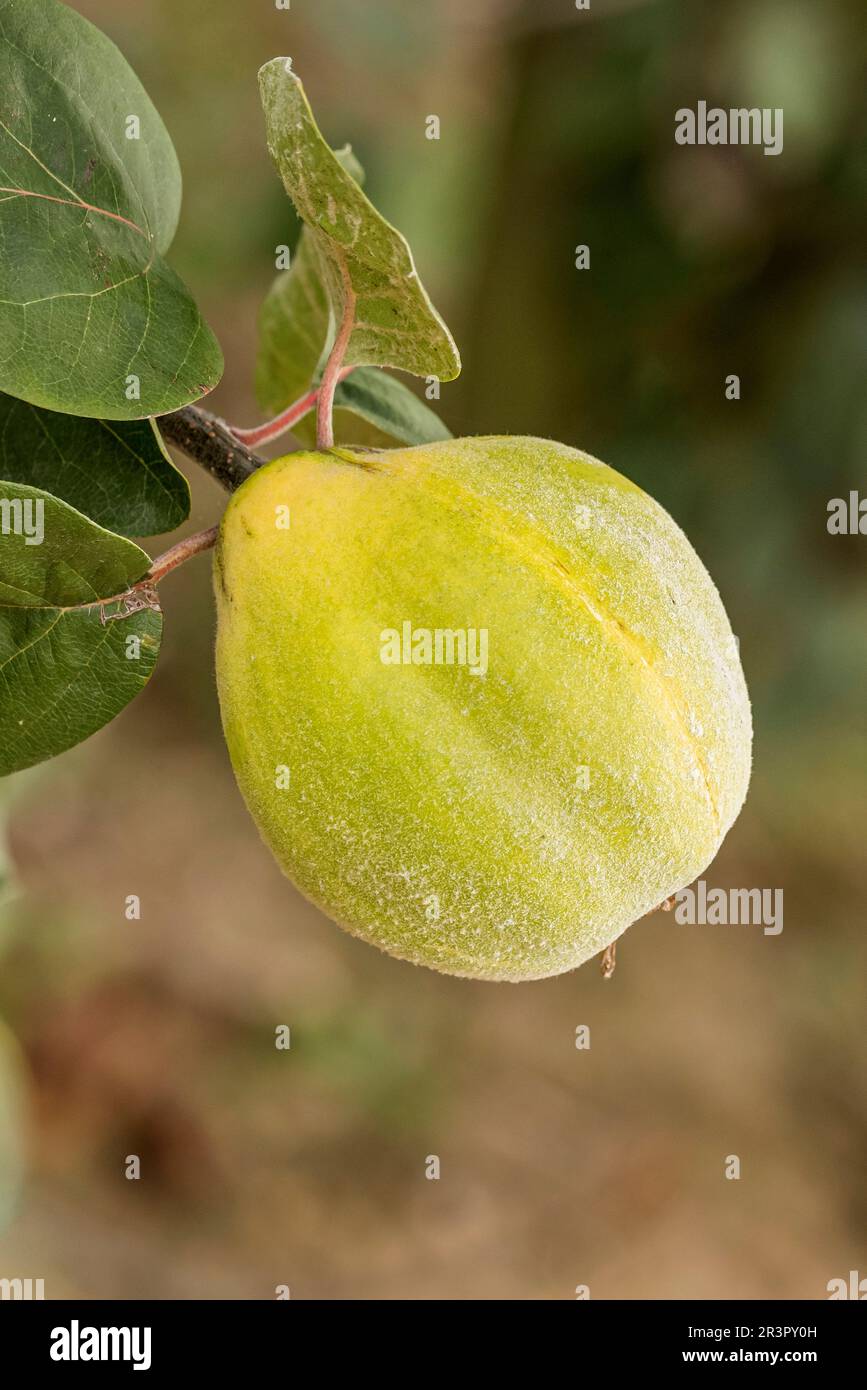Common quince (Cydonia oblonga Turkey No4), quince of cultivar Turkey ...