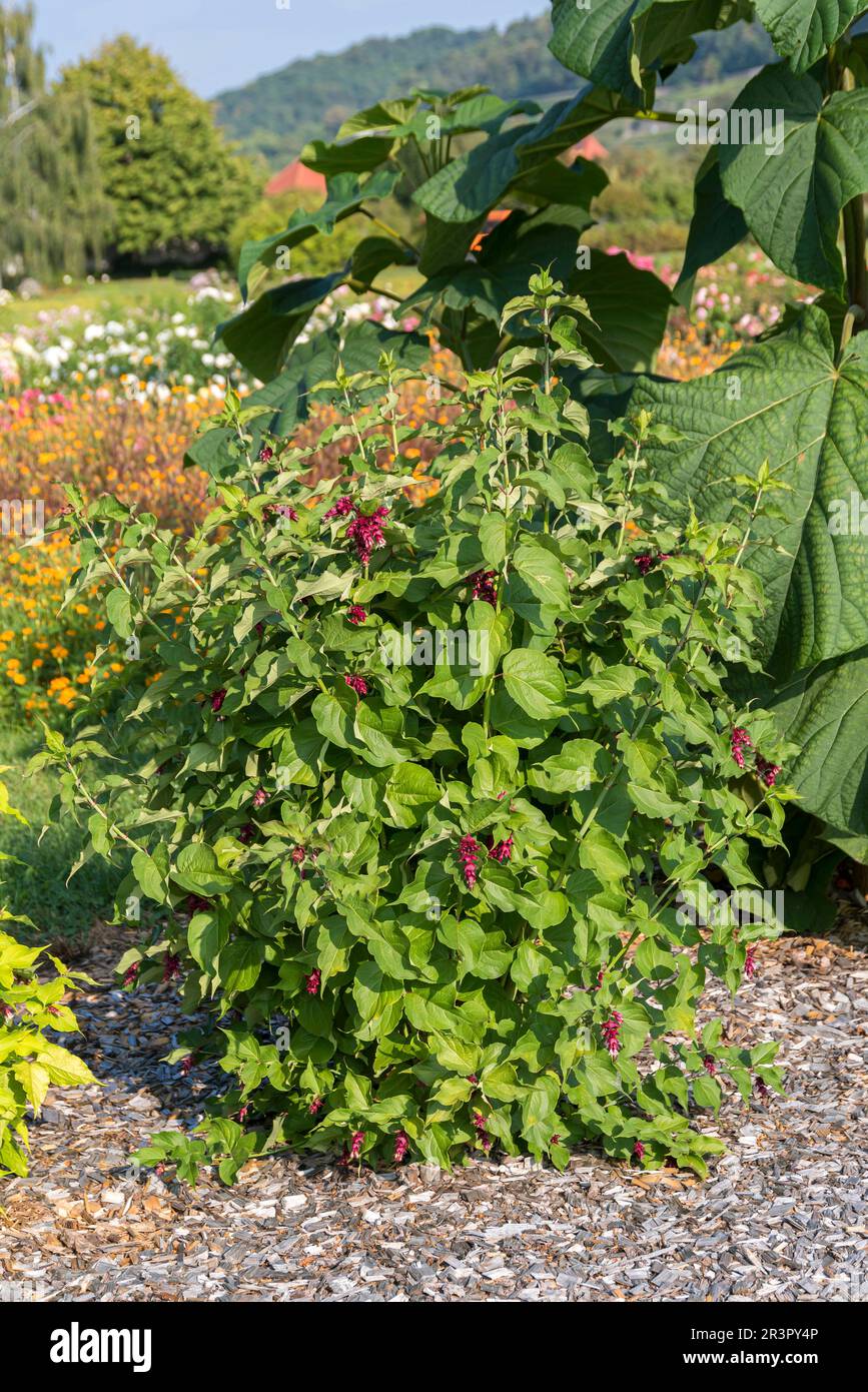 Himalayan Honeysuckle, Flowering Nutmeg, Himalaya Nutmeg, Pheasant ...