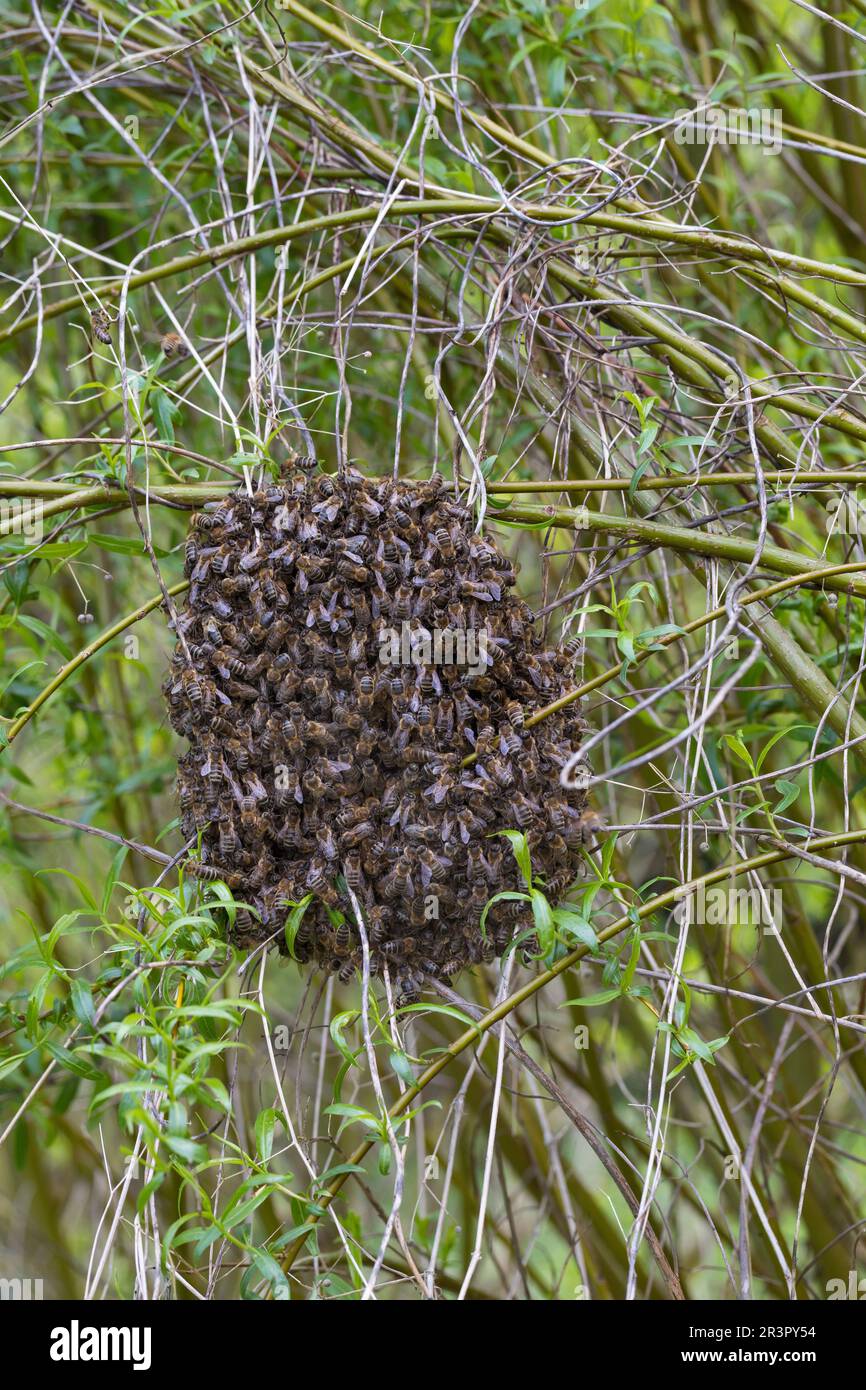 honey bee, hive bee (Apis mellifera mellifera), bee swarm at a shrub ...